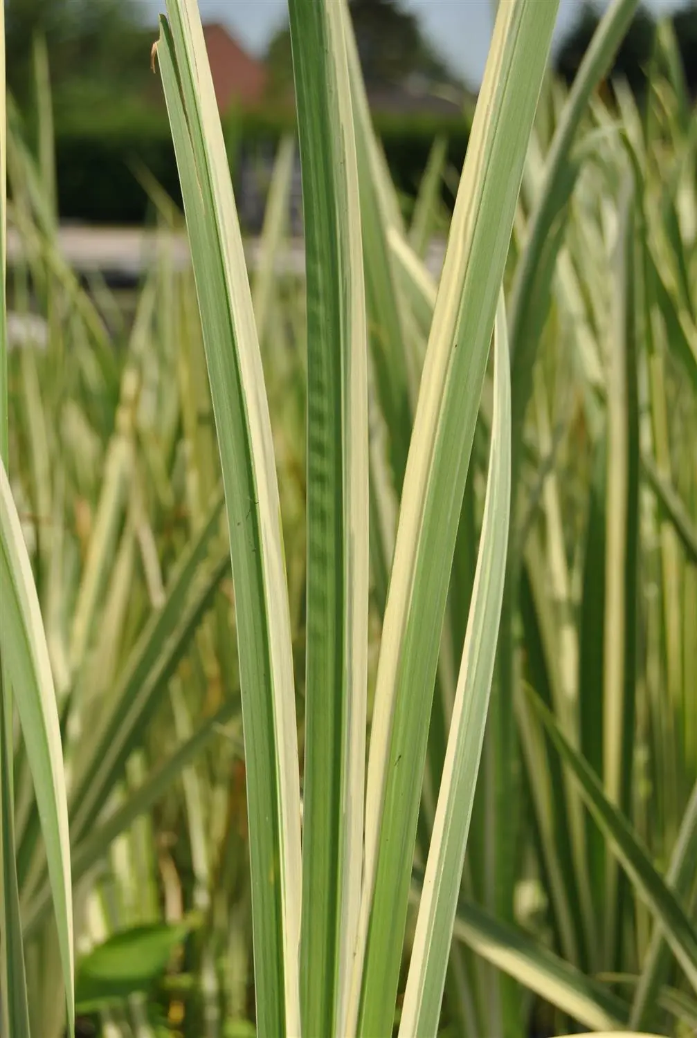 Acorus calamus 'Variegatus' - Tuincentrum De Serres