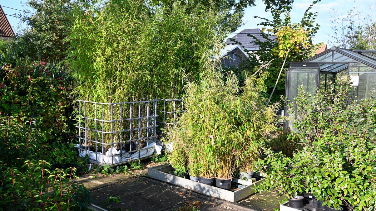 Bamboes - Tuincentrum De Serres