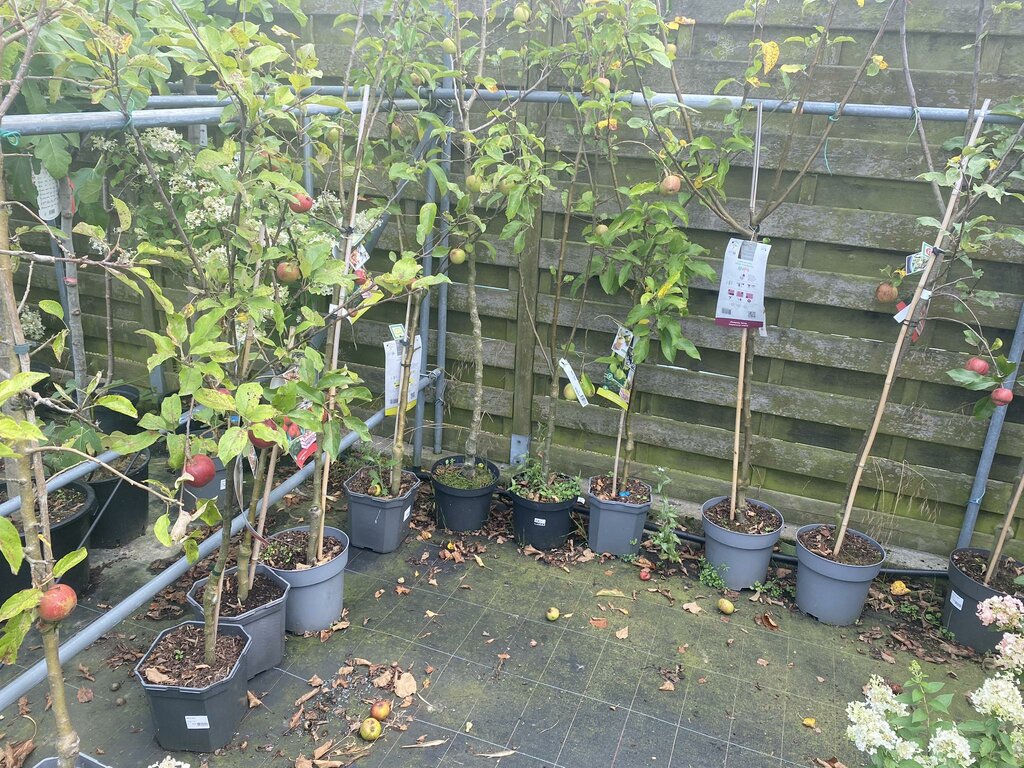 Bomen - Tuincentrum De Serres