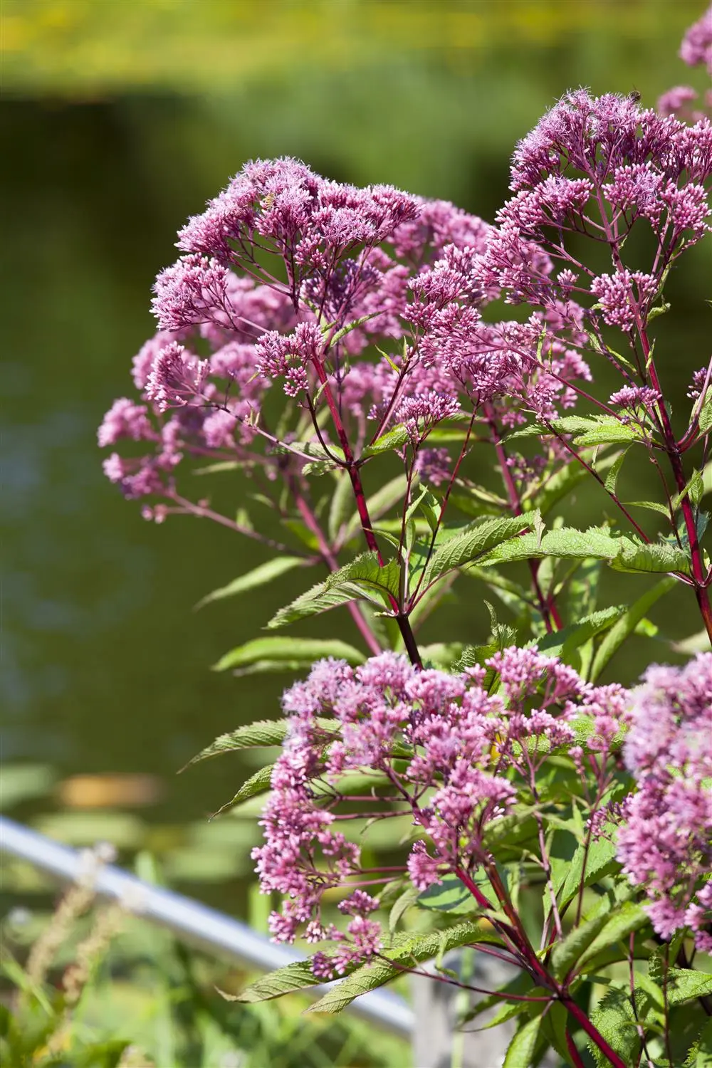 eupatorium mac. 'atropurpureum' P7 - Tuincentrum De Serres