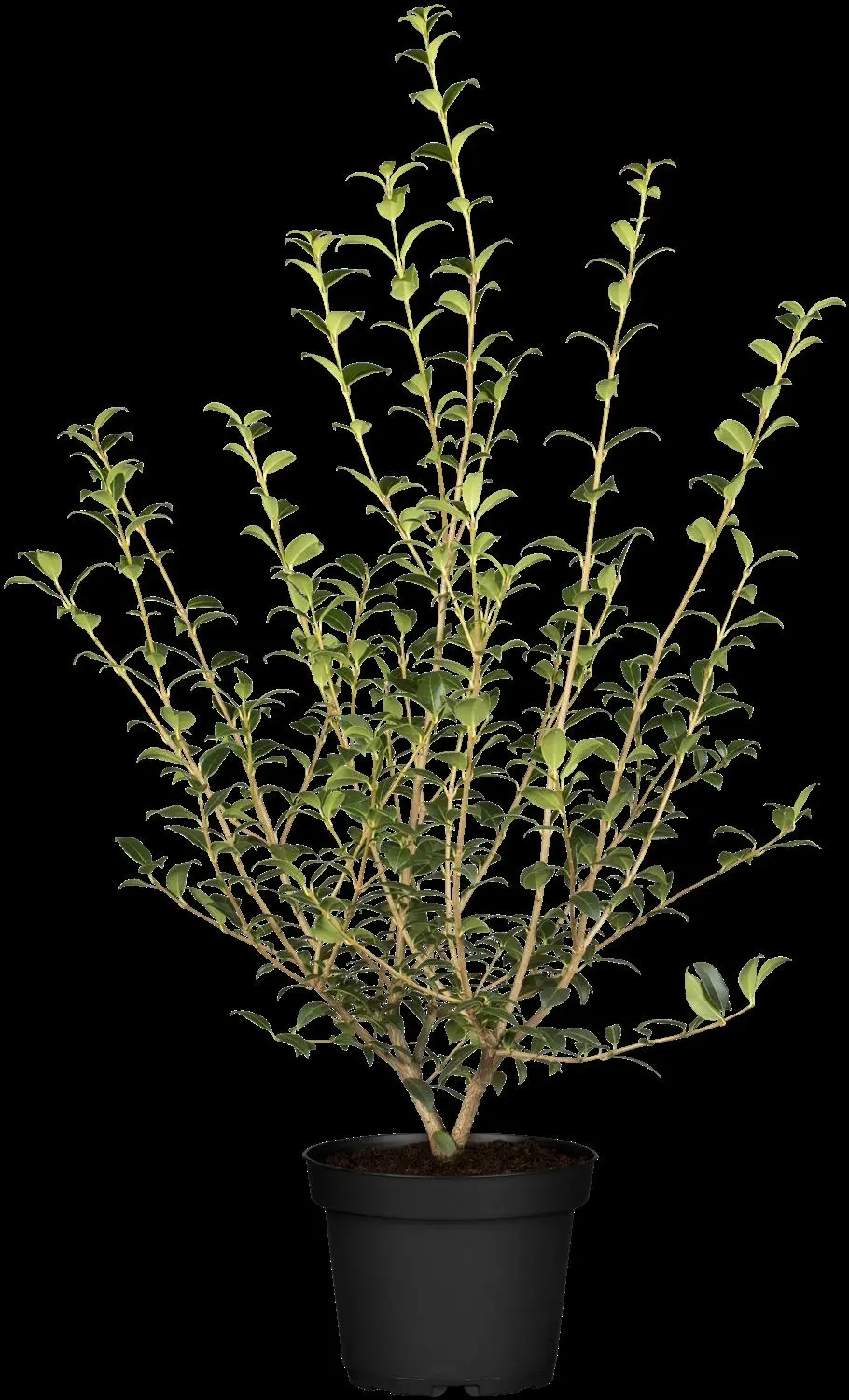 osmanthus burkwoodii (60- 80cm) KLUIT - Tuincentrum De Serres