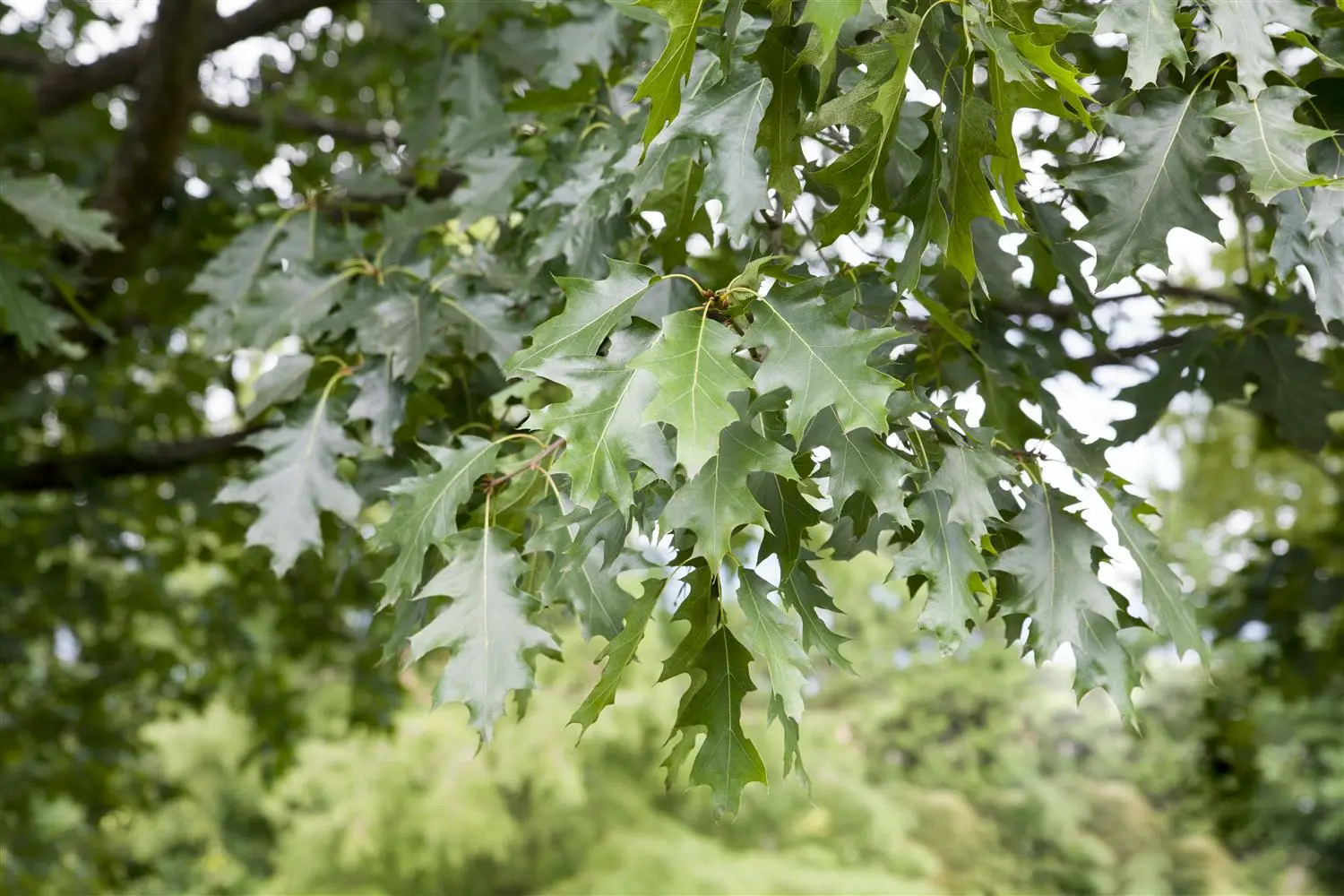 quercus rubra ( borealis) 20/25 - Tuincentrum De Serres