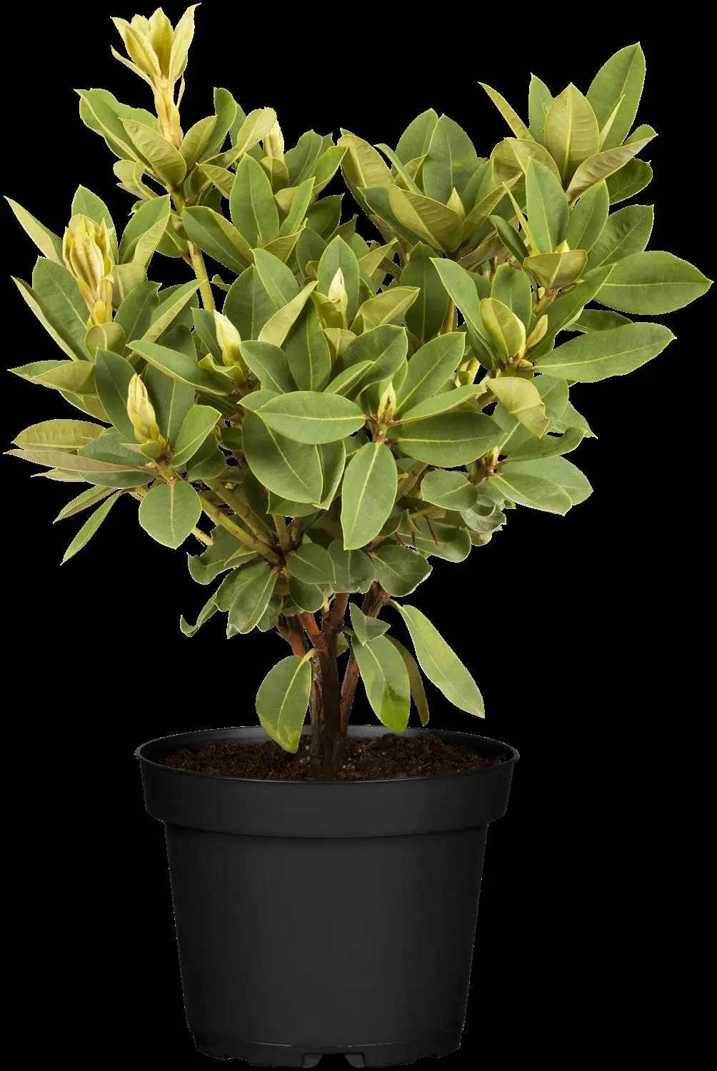 rhodo (arbor.) 'red jack' (60- 80cm) - Tuincentrum De Serres