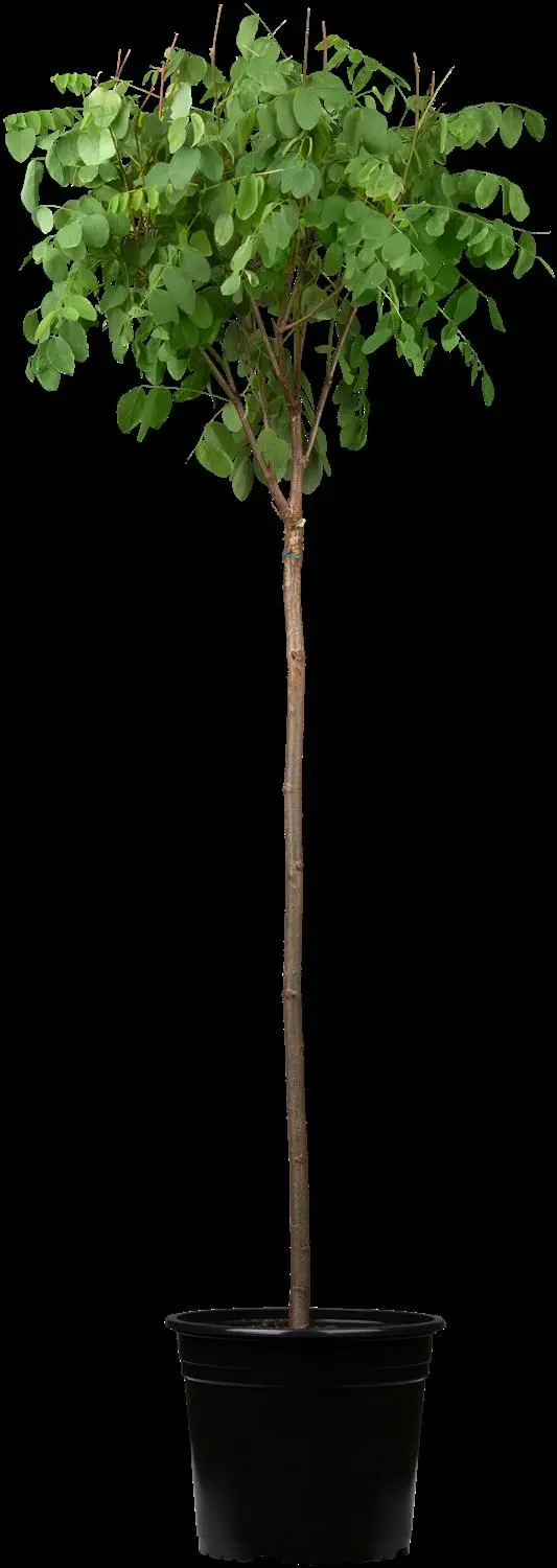 robinia pseud. 'umbraculifera' ('inermis') 8/10 - Tuincentrum De Serres